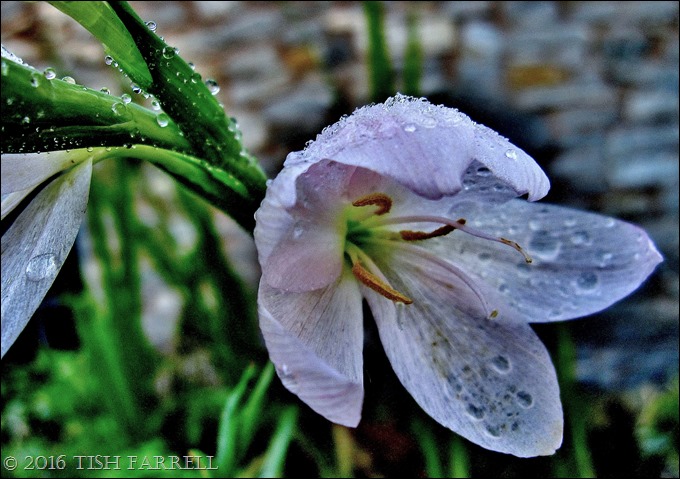 All Things Must Change ~ Frosted Lily – Tish Farrell