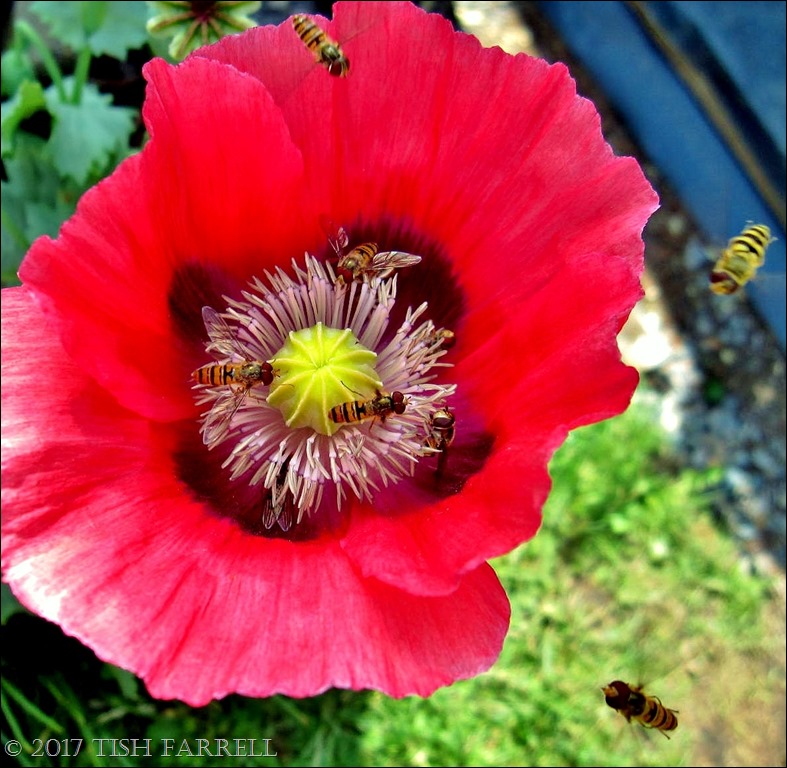 How Many Hoverflies In An Opium Poppy? – Tish Farrell