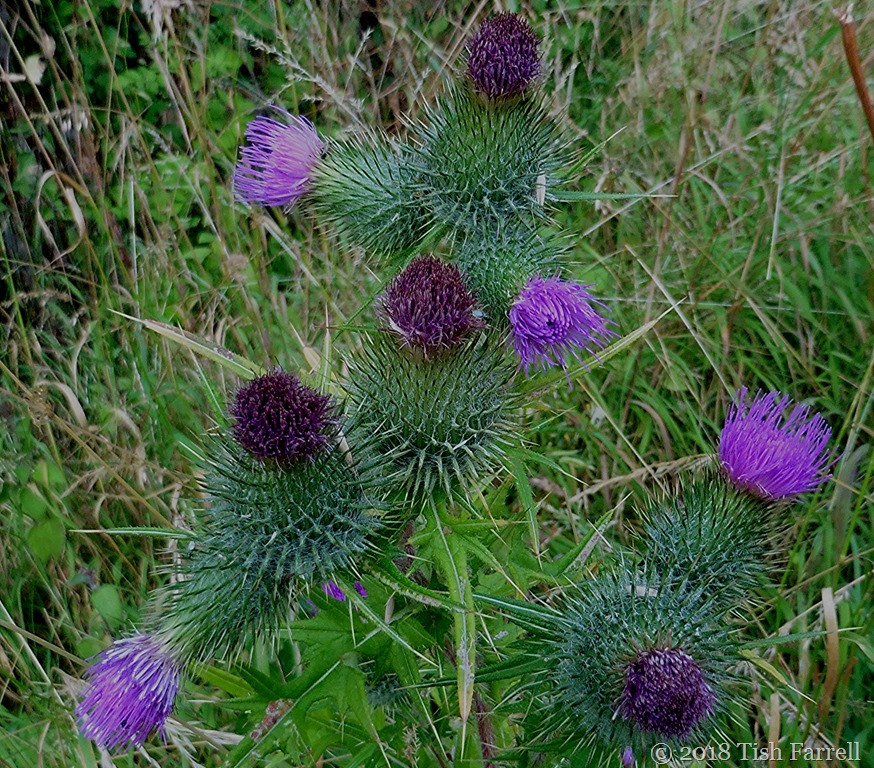 Case Of The Exploding Spear Thistle – Tish Farrell