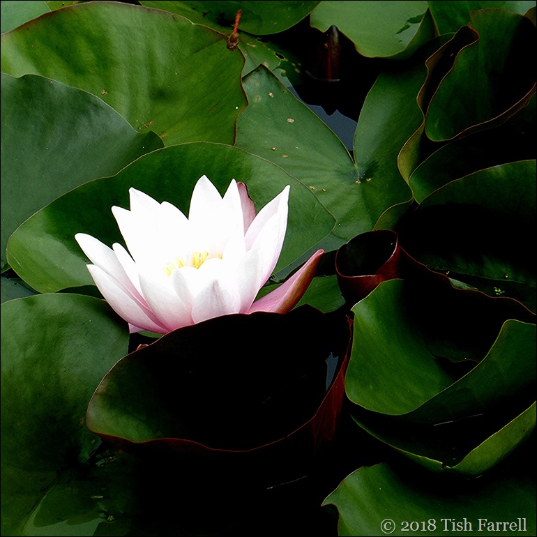 Water Lily Moat– Back At Brockhampton’s 600 Year Old FarmHouse – Tish ...