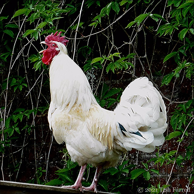 Wake Up, Chickens! – Tish Farrell